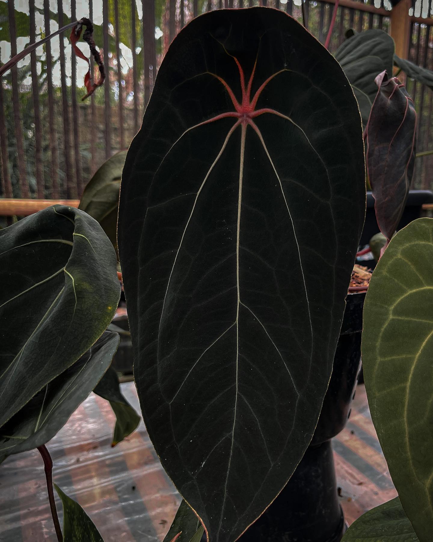 Anthurium Red Spider | PLNT